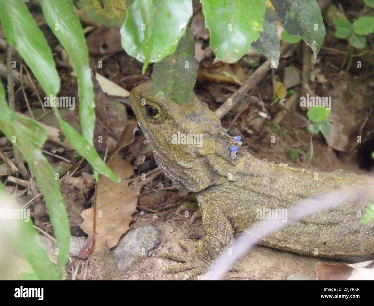 Tuatara (Sphenodon punctatus) Reptilia Stock Photo - Alamy