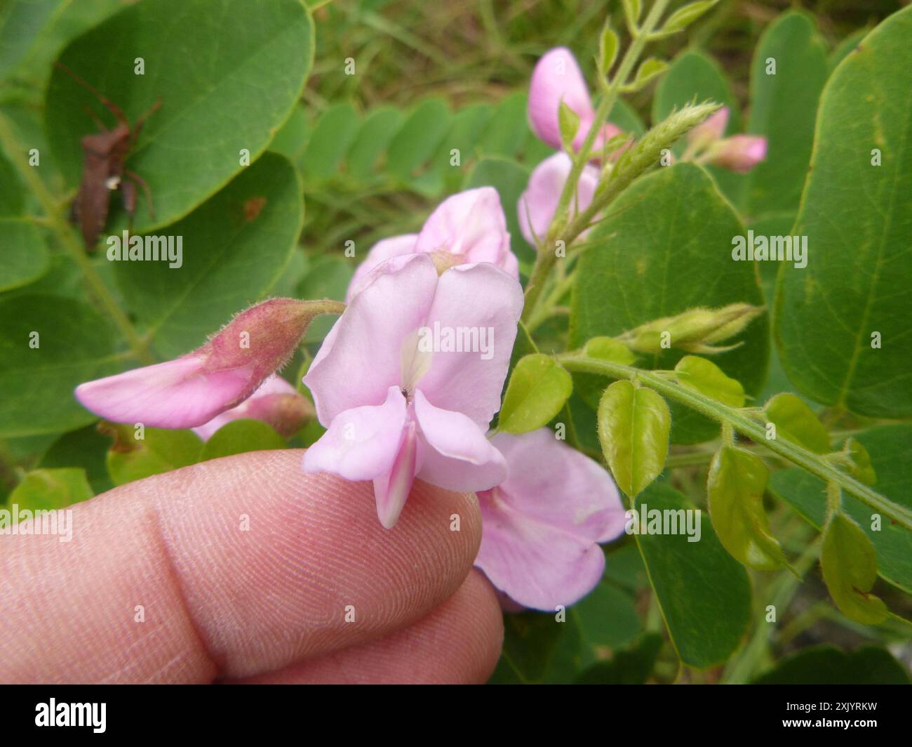 dwarf bristly locust (Robinia hispida nana) Plantae Stock Photo - Alamy