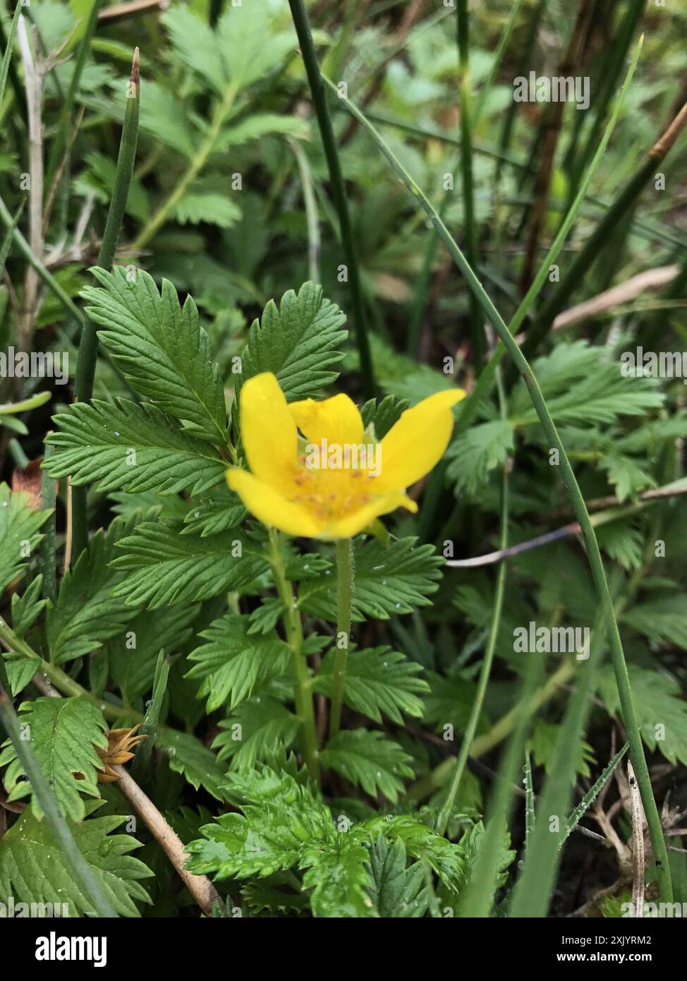 Pacific silverweed (Argentina pacifica) Plantae Stock Photo - Alamy