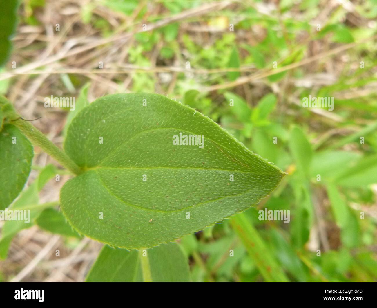 Virginia marbleseed (Lithospermum virginianum) Plantae Stock Photo - Alamy