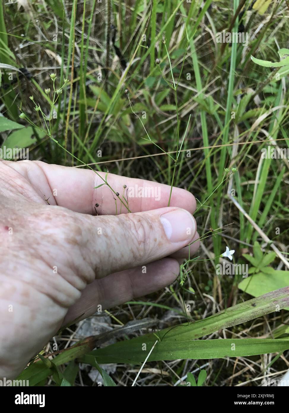 narrowleaf bluet (Houstonia longifolia tenuifolia) Plantae Stock Photo ...