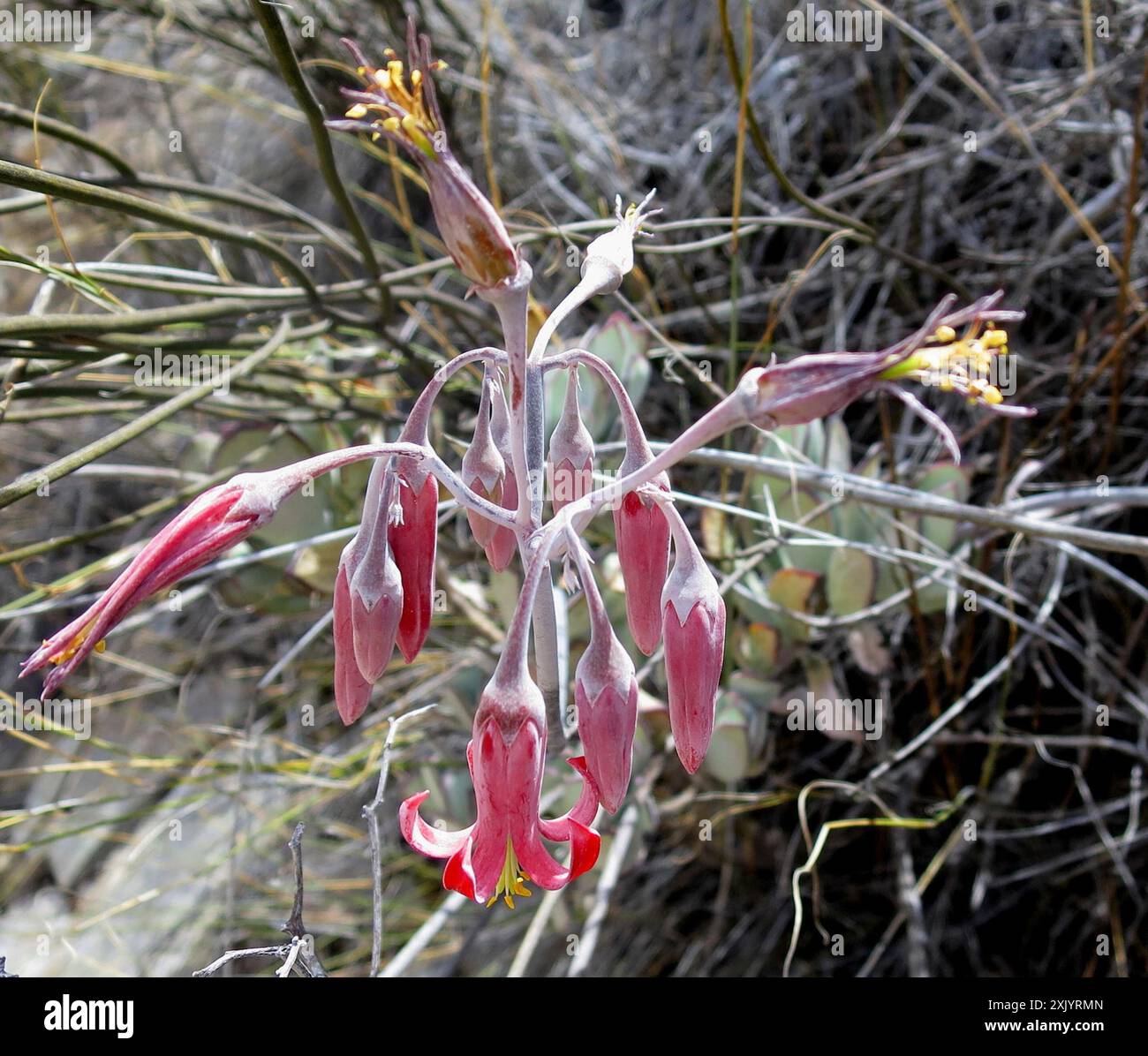 Common Pigs Ear (Cotyledon orbiculata orbiculata) Plantae Stock Photo ...