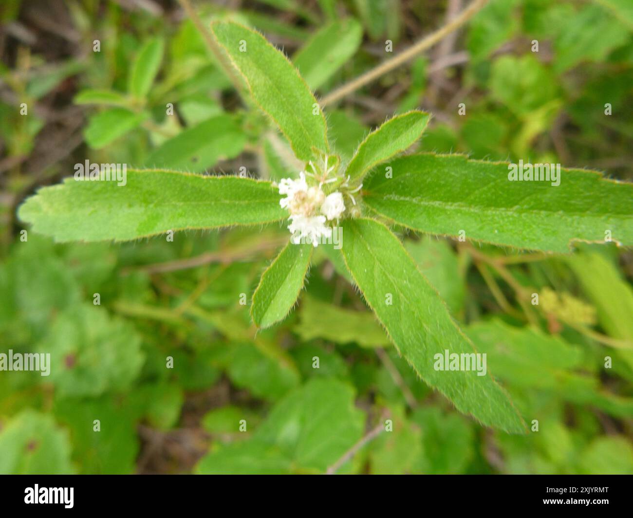 Tropic Croton (Croton glandulosus) Plantae Stock Photo - Alamy