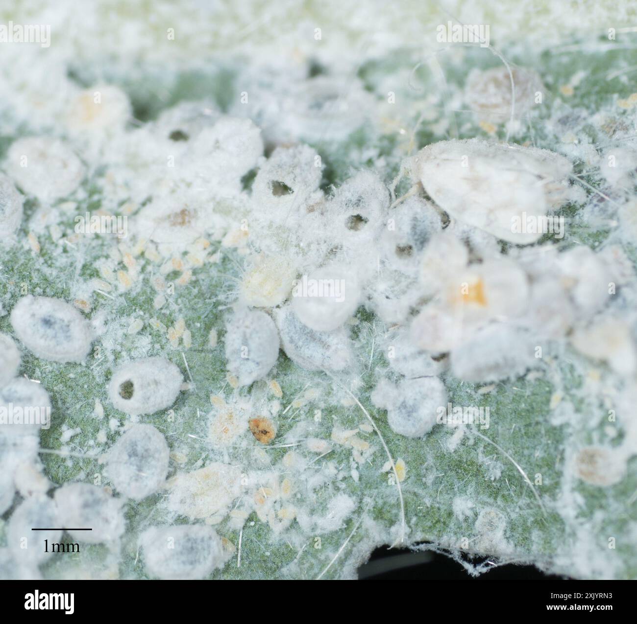 Giant Whitefly (Aleurodicus dugesii) Insecta Stock Photo - Alamy
