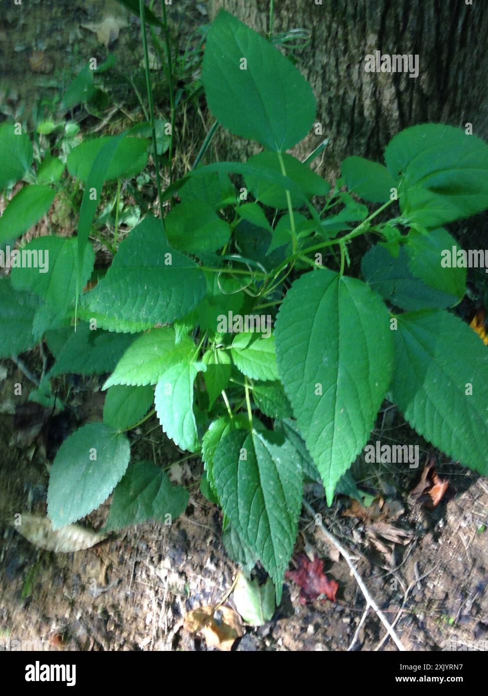 false nettle (Boehmeria cylindrica) Plantae Stock Photo - Alamy