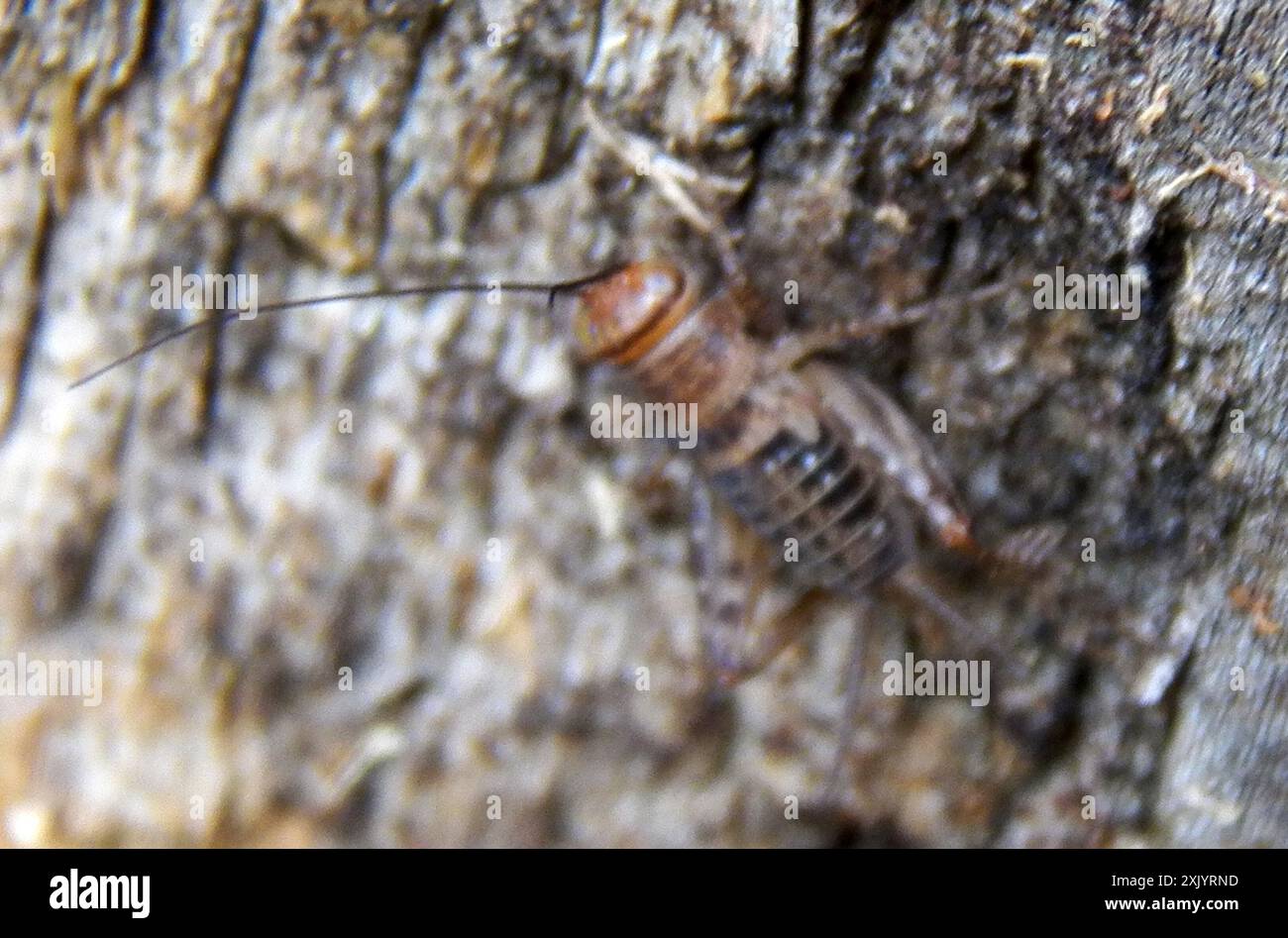 Collared Ground Cricket (Neonemobius mormonius) Insecta Stock Photo - Alamy