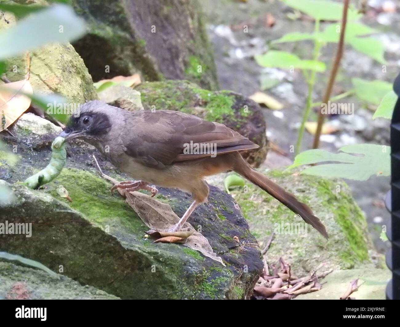 Pterorhinus perspicillatus hi-res stock photography and images - Alamy