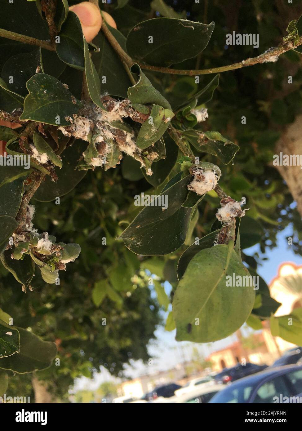 Curtain Fig Psyllid (Macrohomotoma gladiatum) Insecta Stock Photo - Alamy