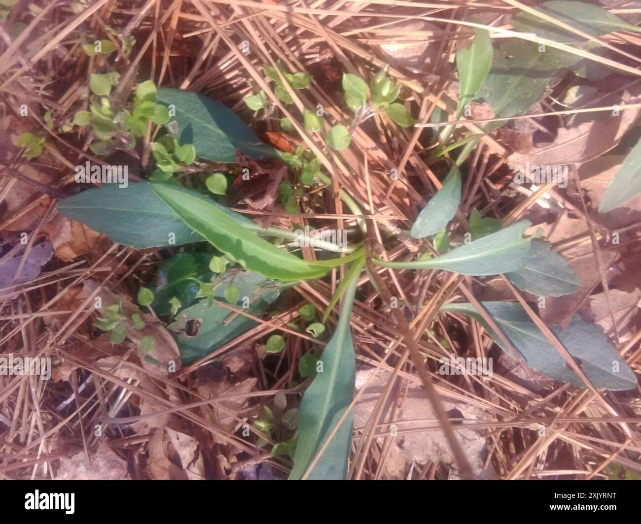 vascular plants (Tracheophyta) Plantae Stock Photo - Alamy