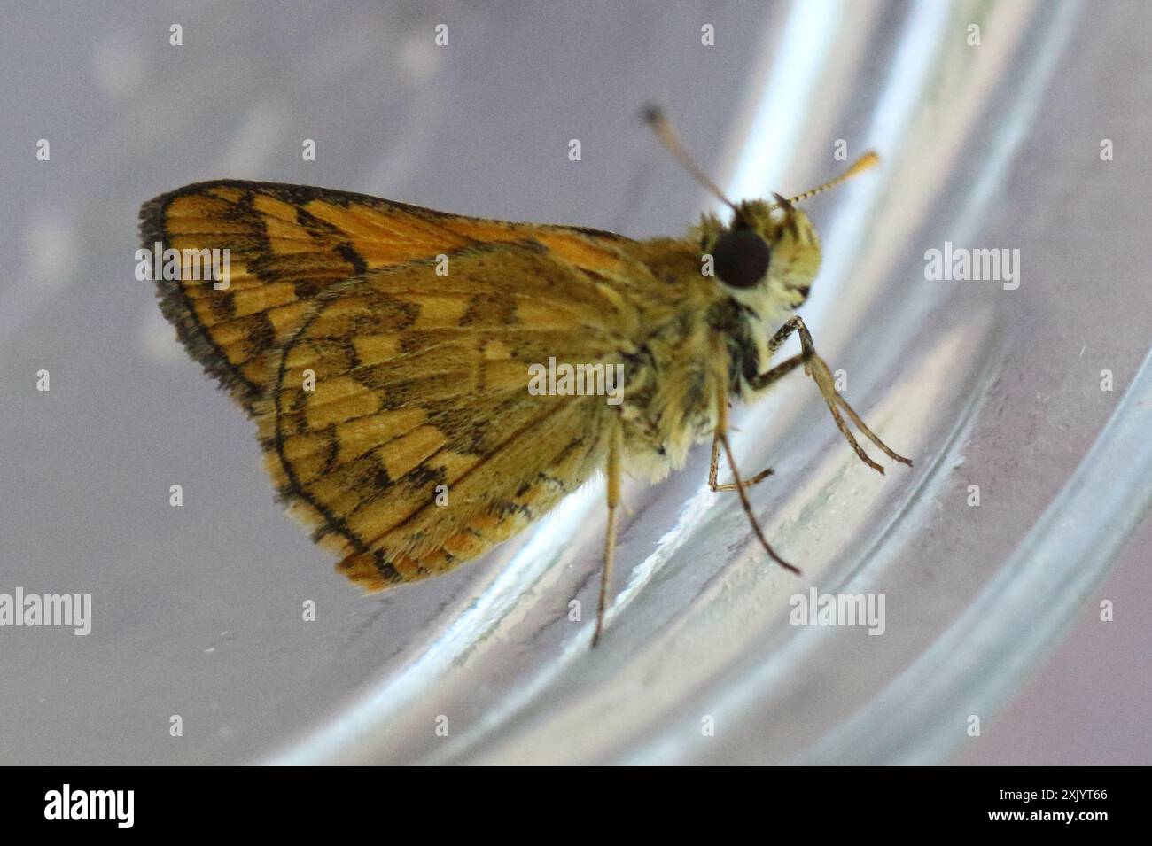 Wide-brand Grass-dart (Suniana sunias) Insecta Stock Photo - Alamy