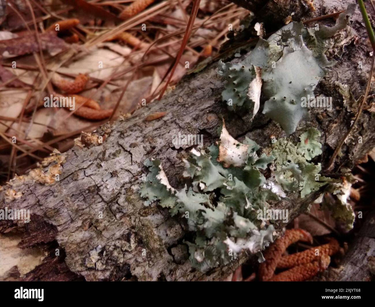 powdered ruffle lichen (Parmotrema hypotropum) Fungi Stock Photo - Alamy