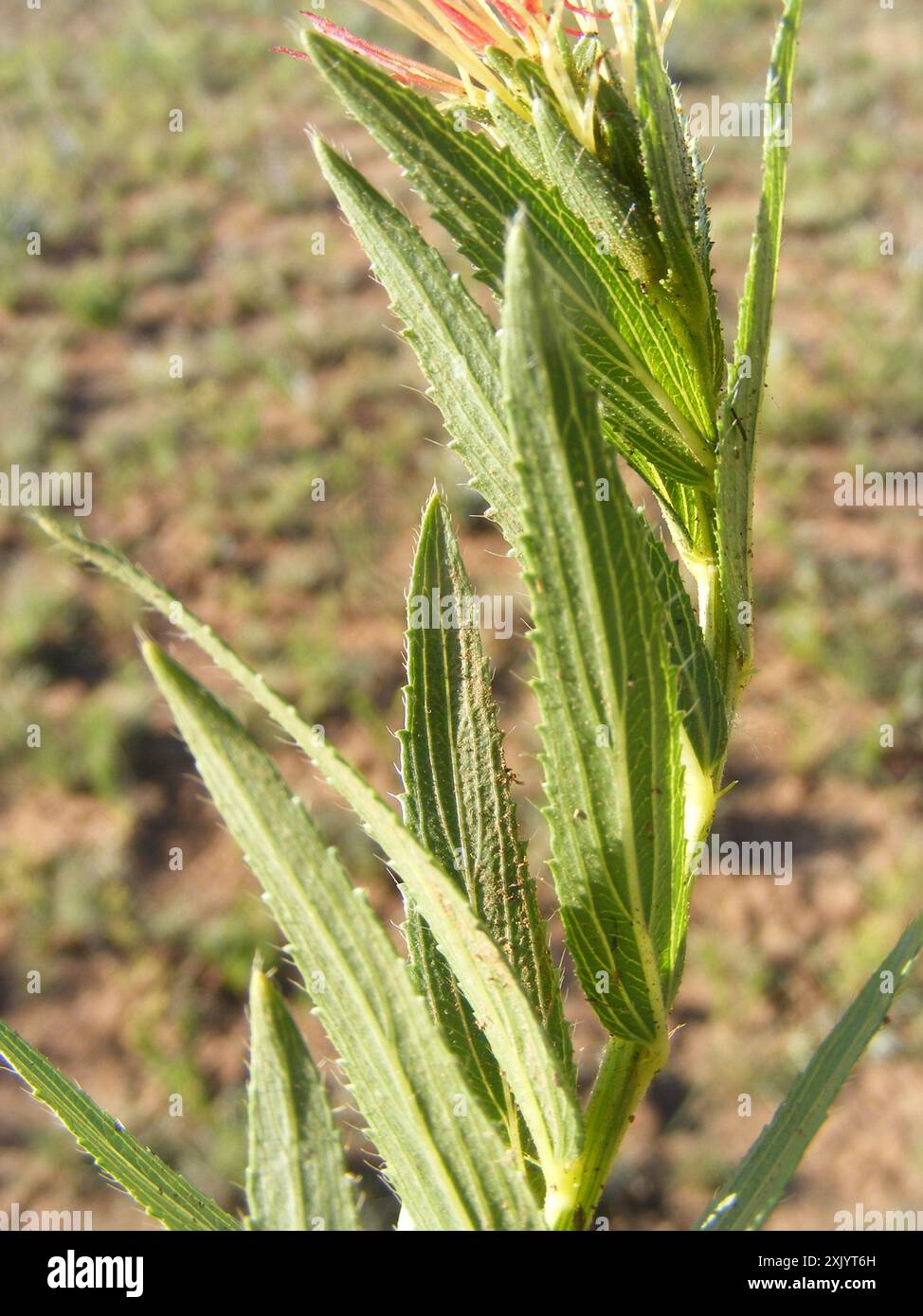 Brooms-an-brushes (Acalypha angustata) Plantae Stock Photo - Alamy