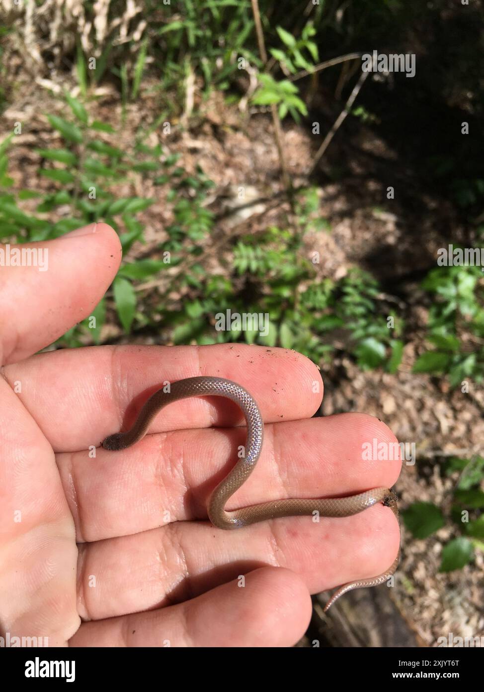 Flat-headed Snake (Tantilla gracilis) Reptilia Stock Photo - Alamy