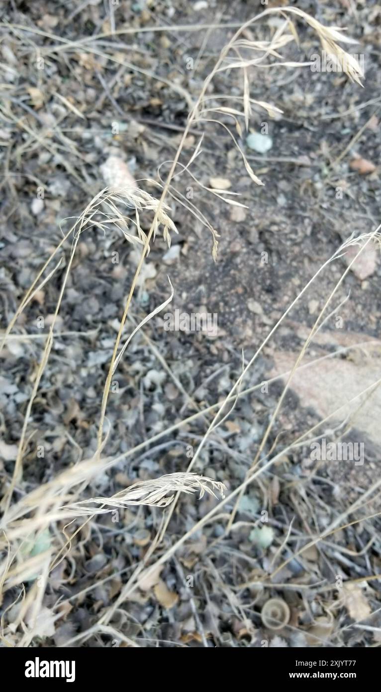 Smilo Grass (Oloptum miliaceum) Plantae Stock Photo - Alamy