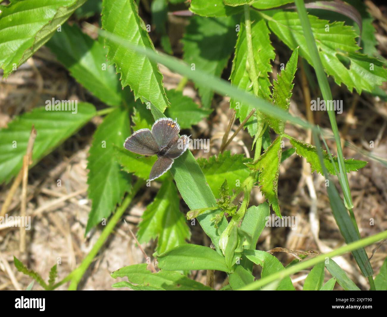 Eastern Tailed-Blue (Cupido comyntas) Insecta Stock Photo - Alamy