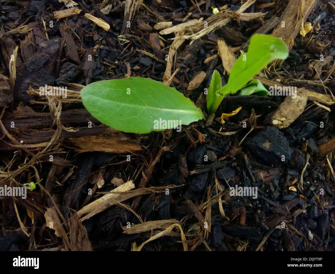 flowering plants (Angiospermae) Plantae Stock Photo - Alamy