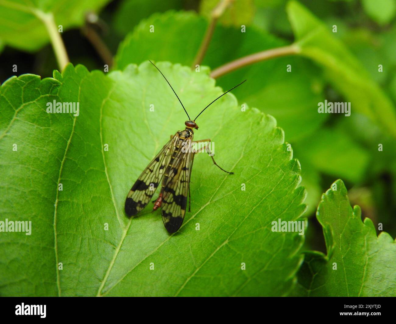 Common European Scorpionfly (Panorpa communis) Insecta Stock Photo - Alamy