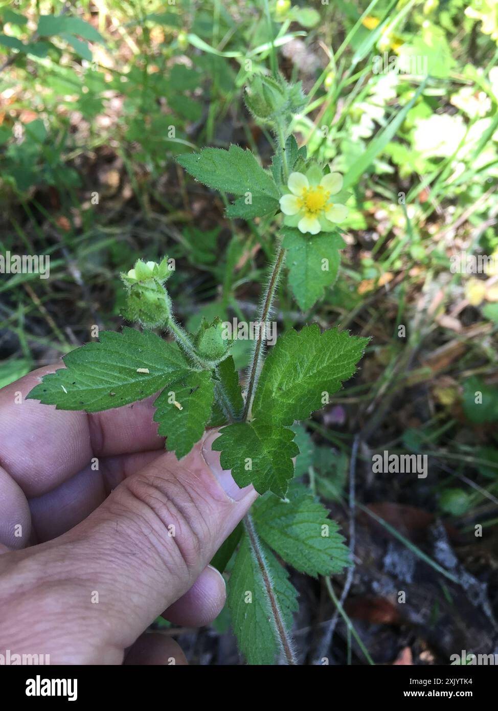 sticky cinquefoil (Drymocallis glandulosa) Plantae Stock Photo - Alamy