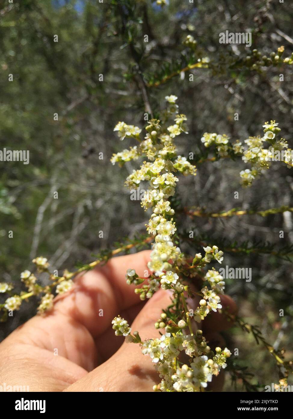 chamise (Adenostoma fasciculatum) Plantae Stock Photo - Alamy