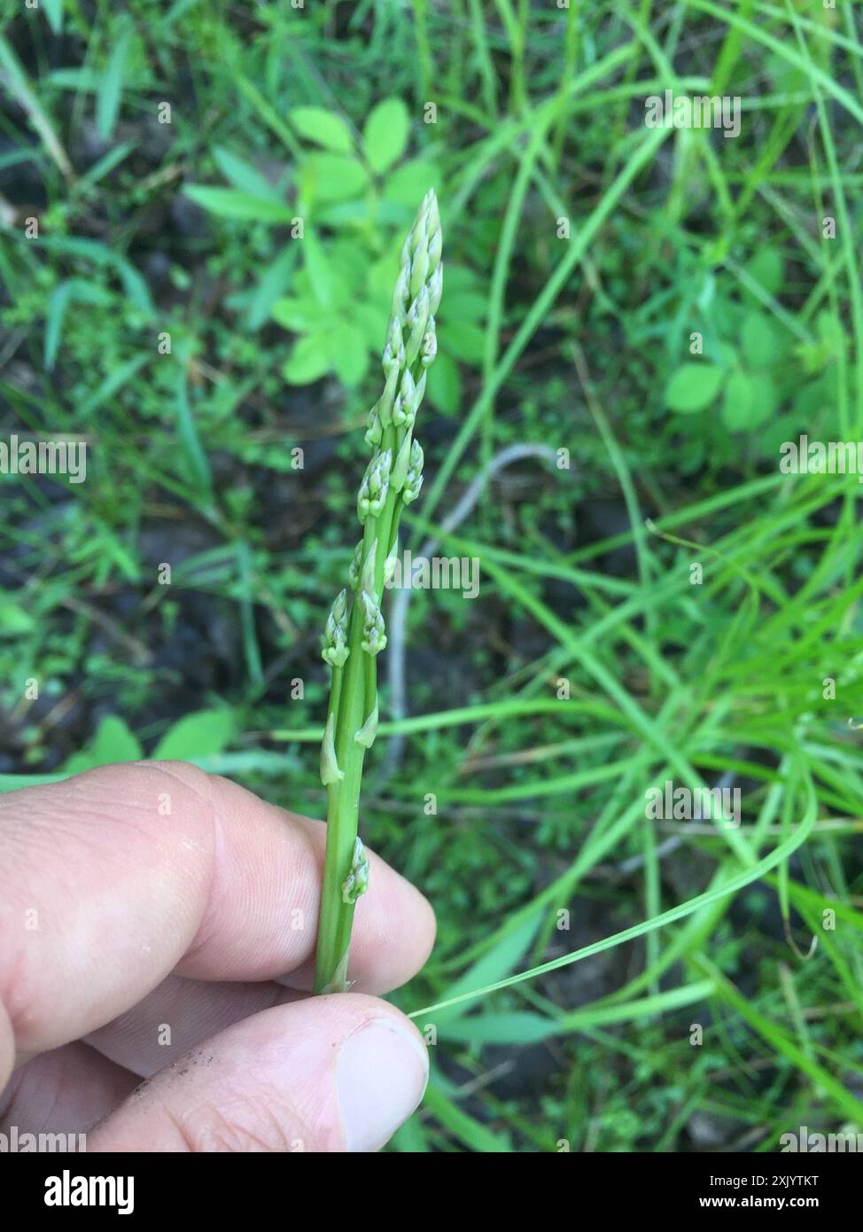wild asparagus (Asparagus officinalis) Plantae Stock Photo - Alamy
