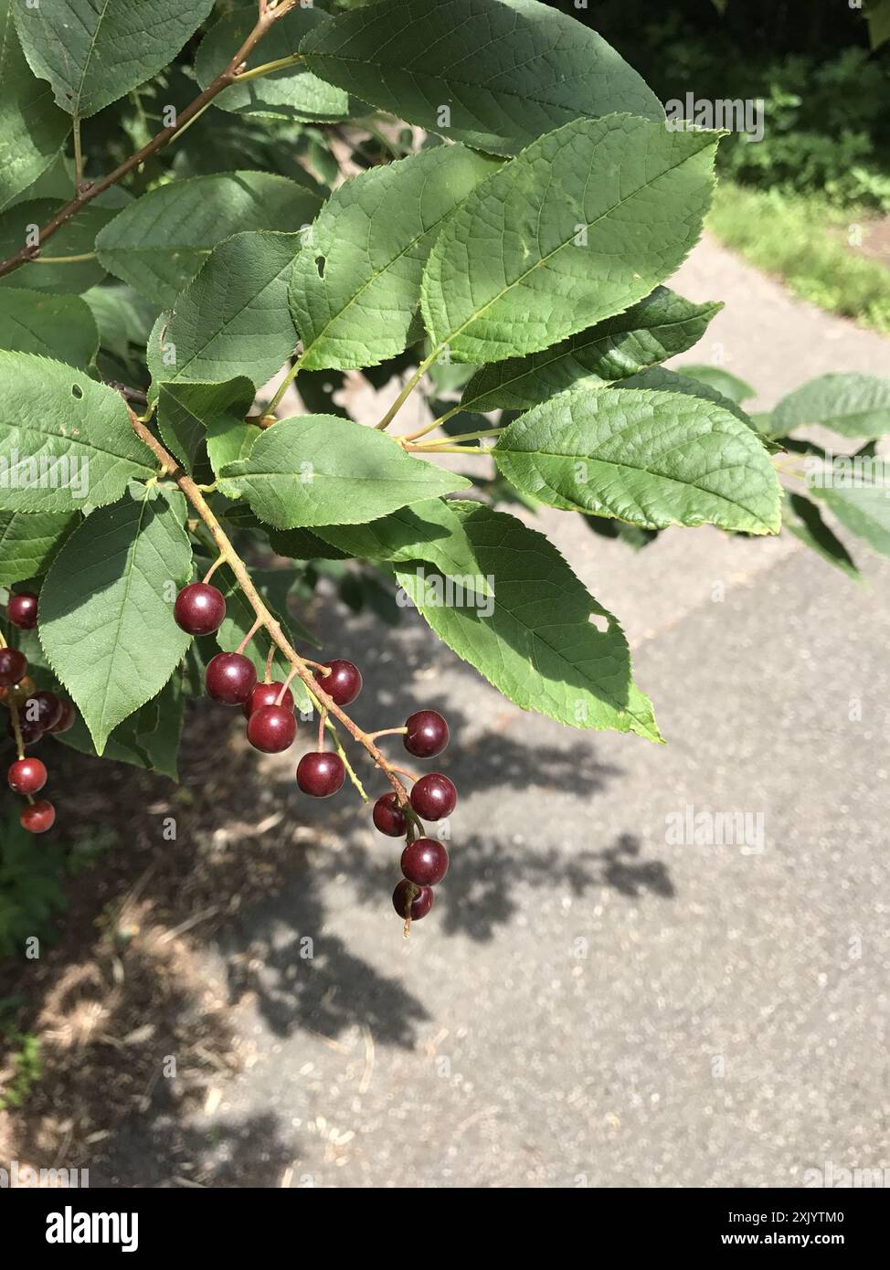 Bird Cherries (Padus) Plantae Stock Photo - Alamy