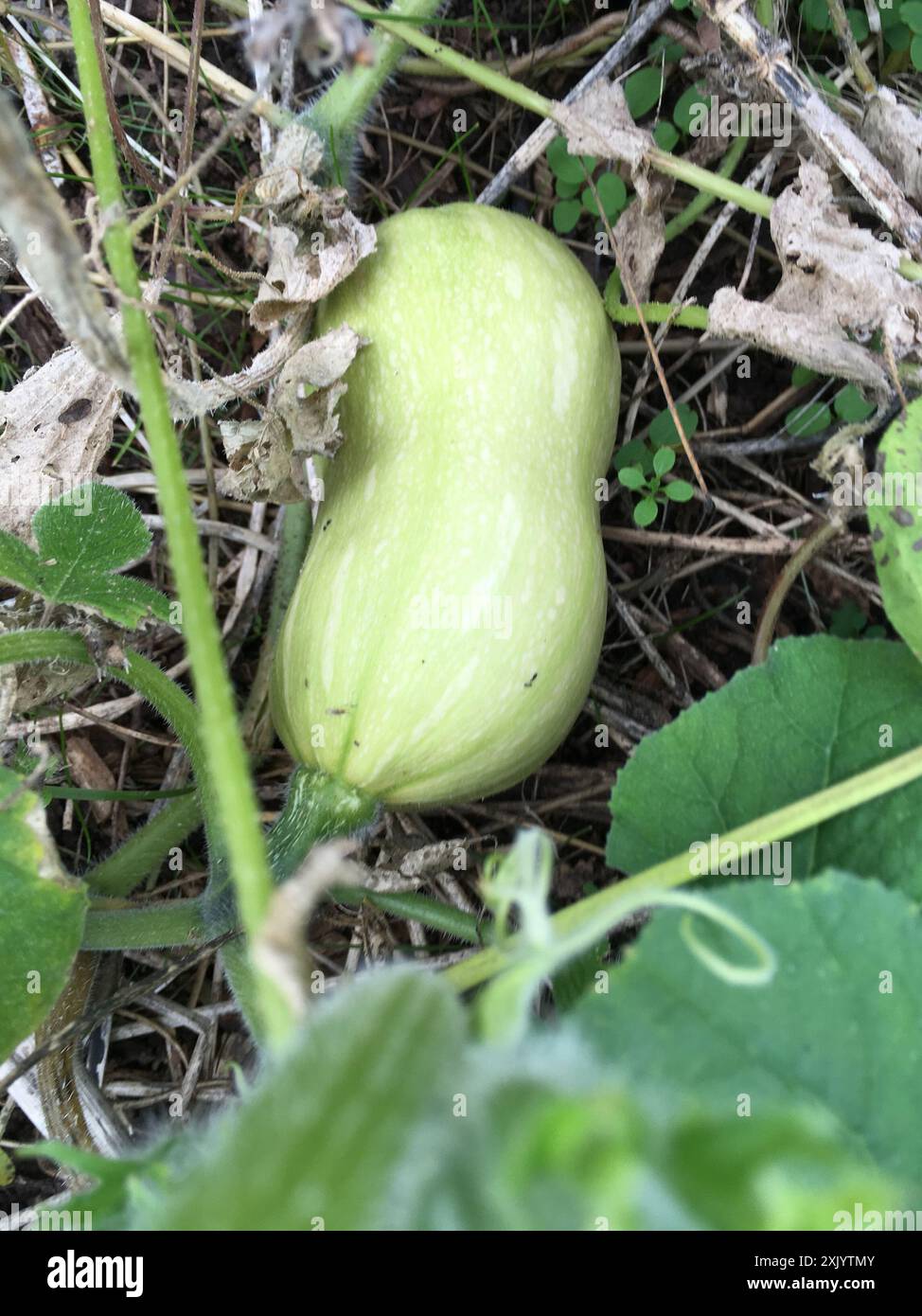 American pumpkin (Cucurbita pepo) Plantae Stock Photo - Alamy