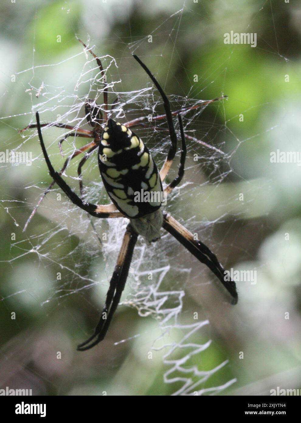 Yellow Garden Spider (Argiope aurantia) Arachnida Stock Photo - Alamy