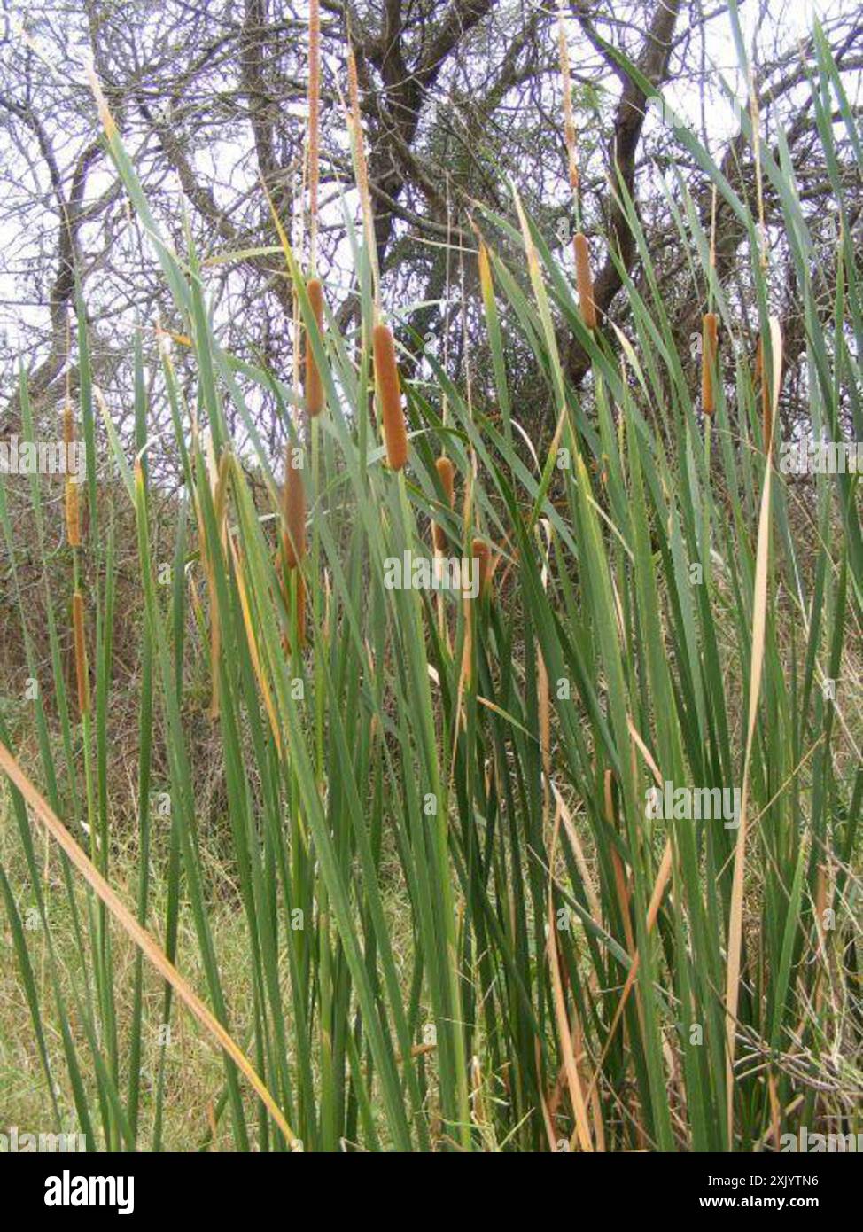 Cape Bulrush (Typha capensis) Plantae Stock Photo - Alamy