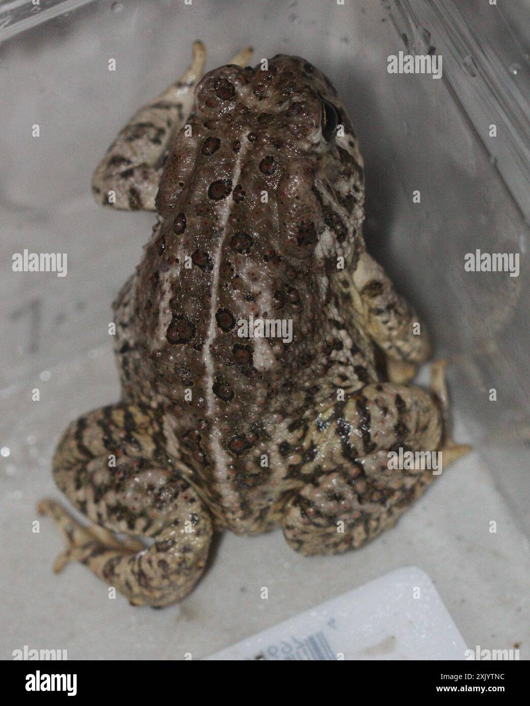 Woodhouse's Toad (Anaxyrus woodhousii) Amphibia Stock Photo - Alamy