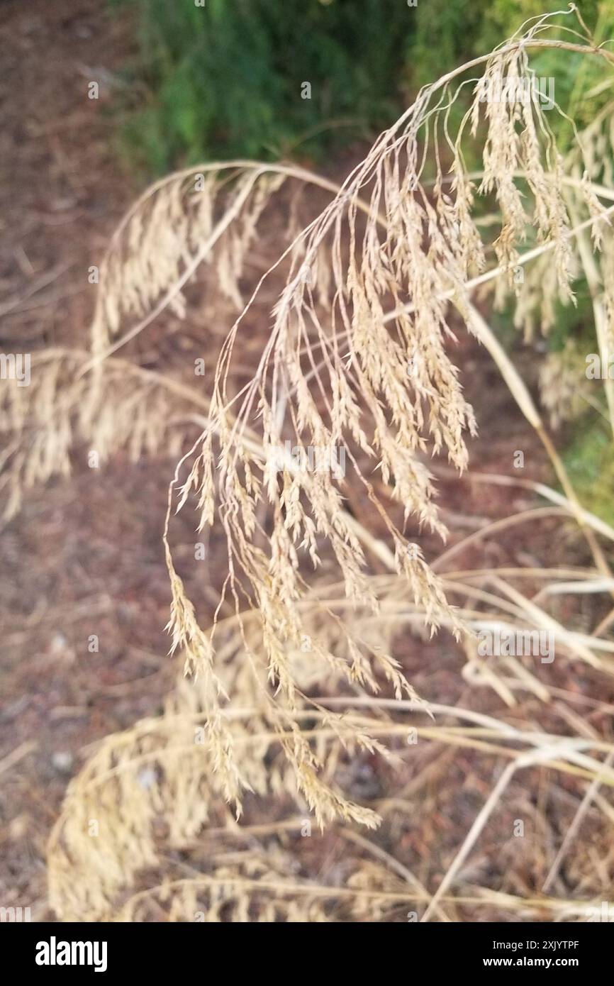 Smilo Grass (Oloptum miliaceum) Plantae Stock Photo - Alamy