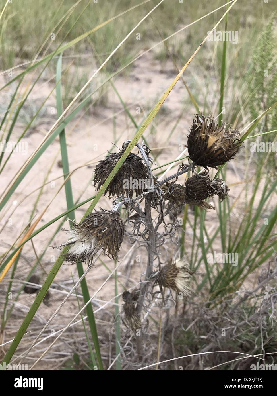 Pitcher's thistle (Cirsium pitcheri) Plantae Stock Photo - Alamy