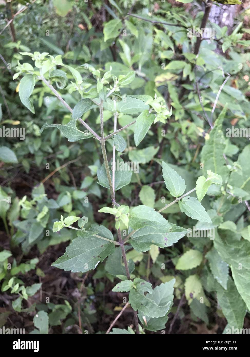 smaller white snakeroot (Ageratina aromatica) Plantae Stock Photo - Alamy
