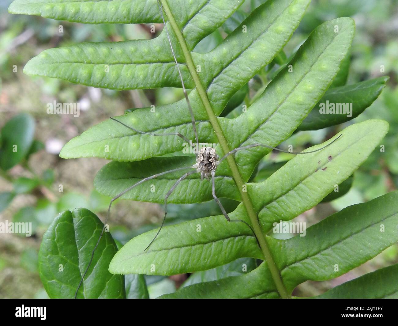 Saddleback Harvestman (Mitopus morio) Arachnida Stock Photo - Alamy