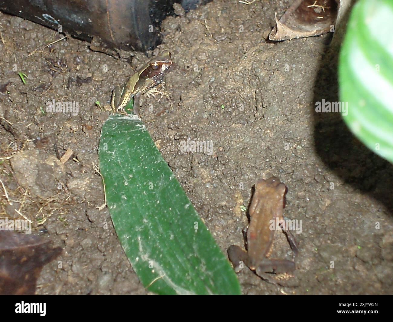 Haematiticus hi-res stock photography and images - Alamy