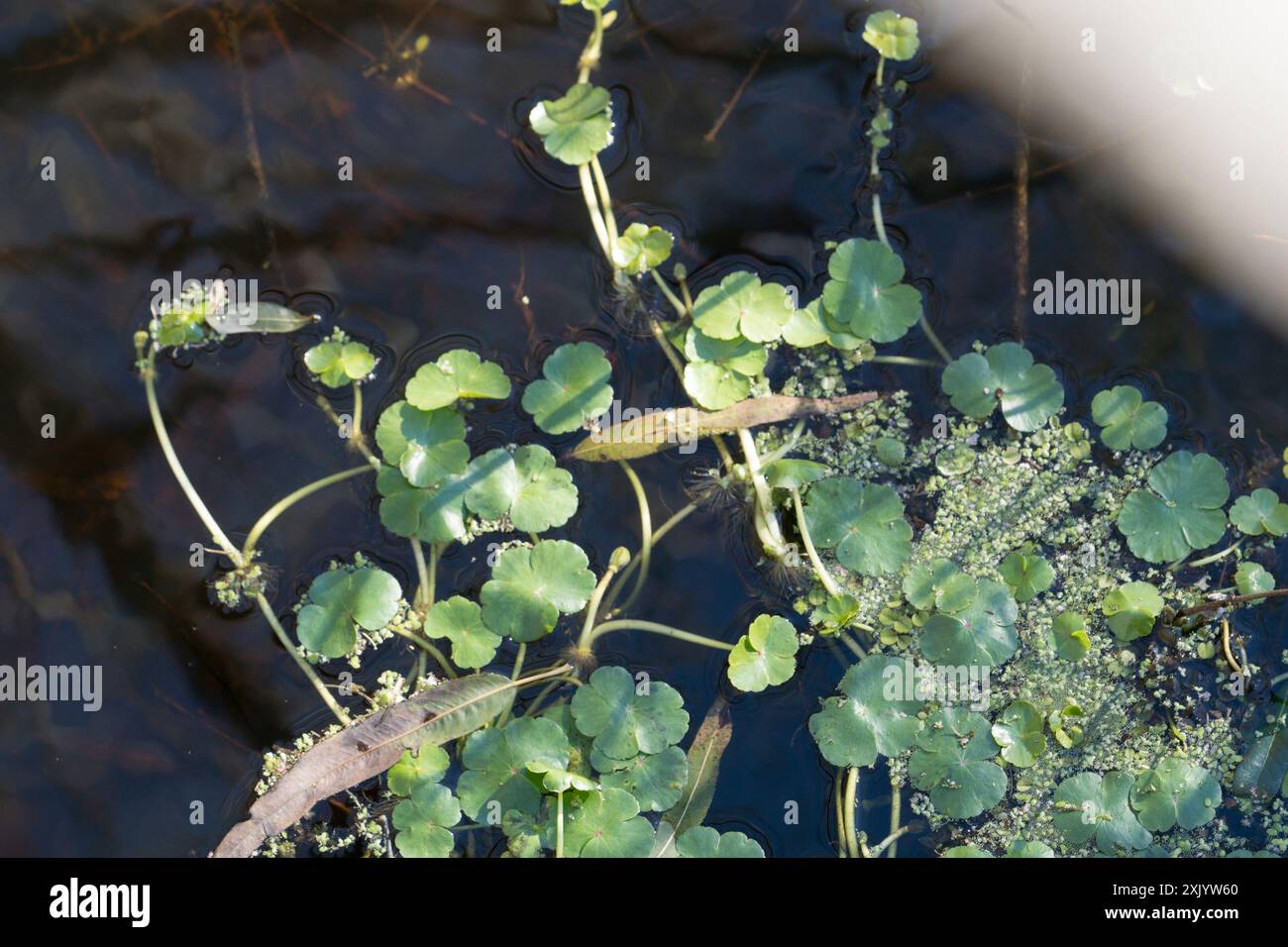 floating marsh pennywort (Hydrocotyle ranunculoides) Plantae Stock ...
