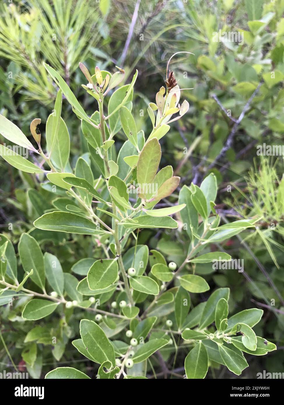 gallberry (Ilex glabra) Plantae Stock Photo - Alamy