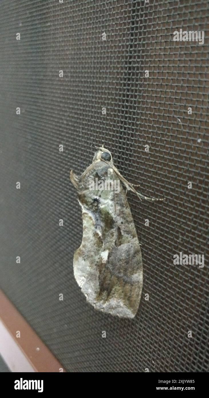 Common Fruit-piercing Moth (Eudocima phalonia) Insecta Stock Photo - Alamy