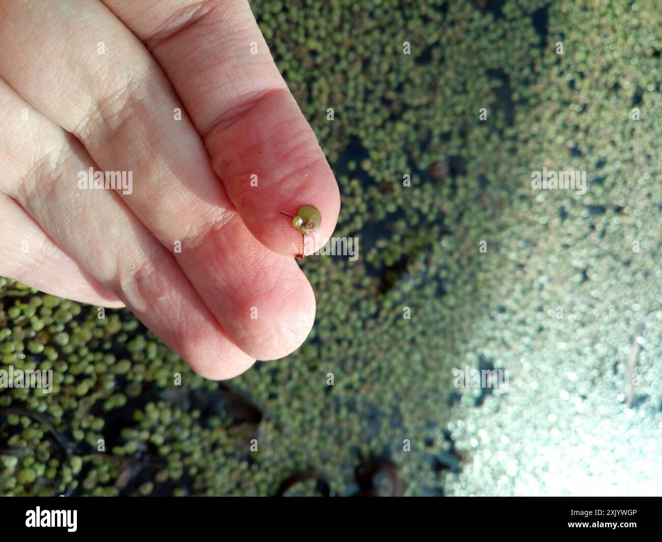 greater duckweed (Spirodela polyrhiza) Plantae Stock Photo - Alamy