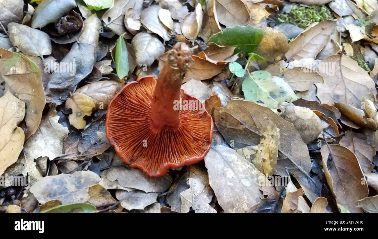 Common Milkcaps (Lactarius) Fungi Stock Photo - Alamy