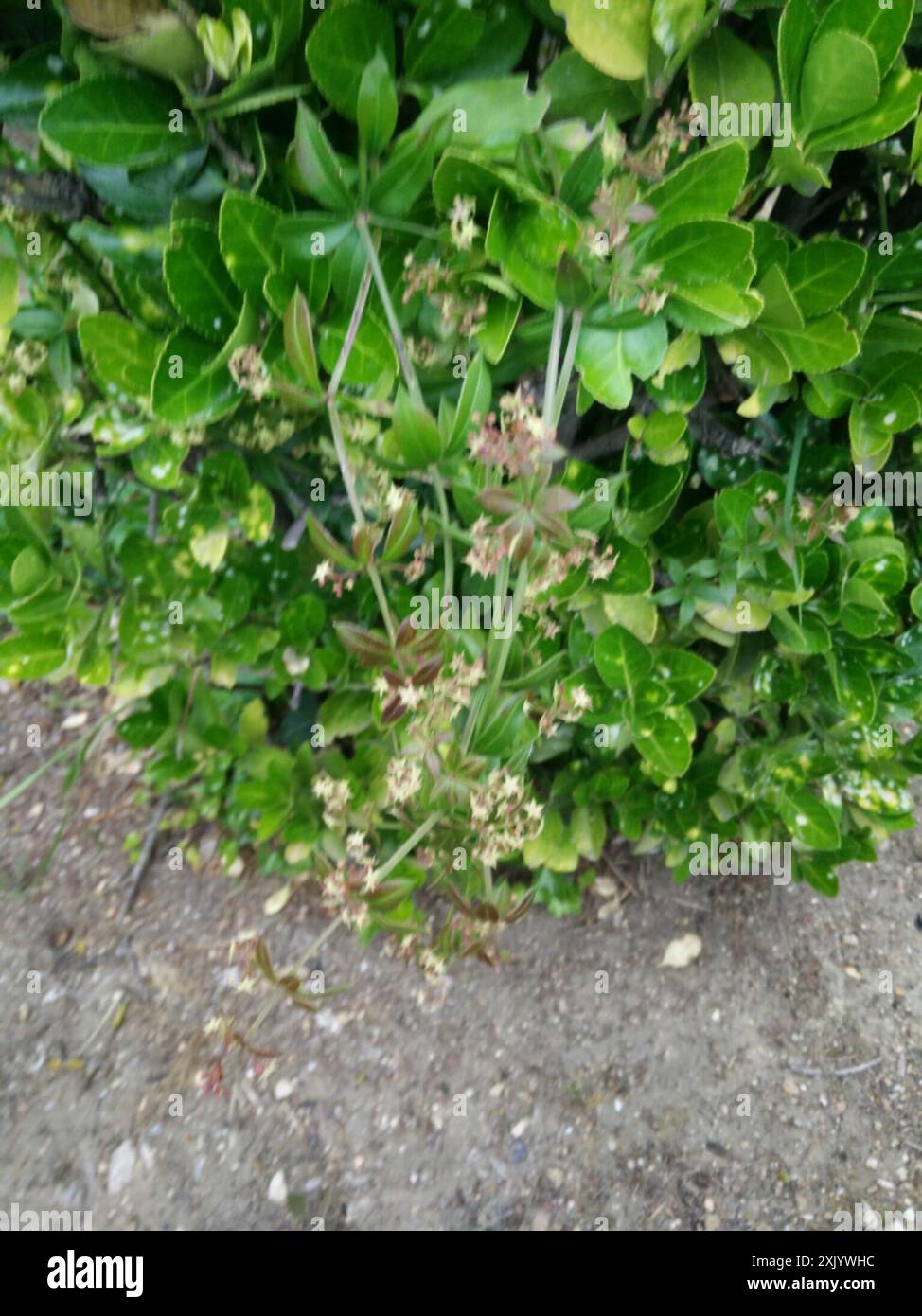Wild Madder (Rubia peregrina) Plantae Stock Photo - Alamy