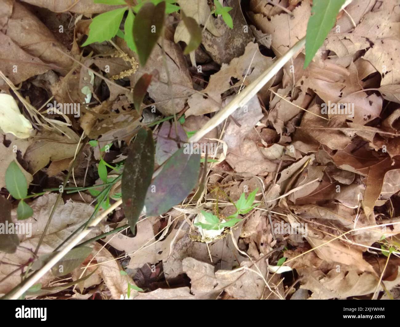 cross vine (Bignonia capreolata) Plantae Stock Photo - Alamy