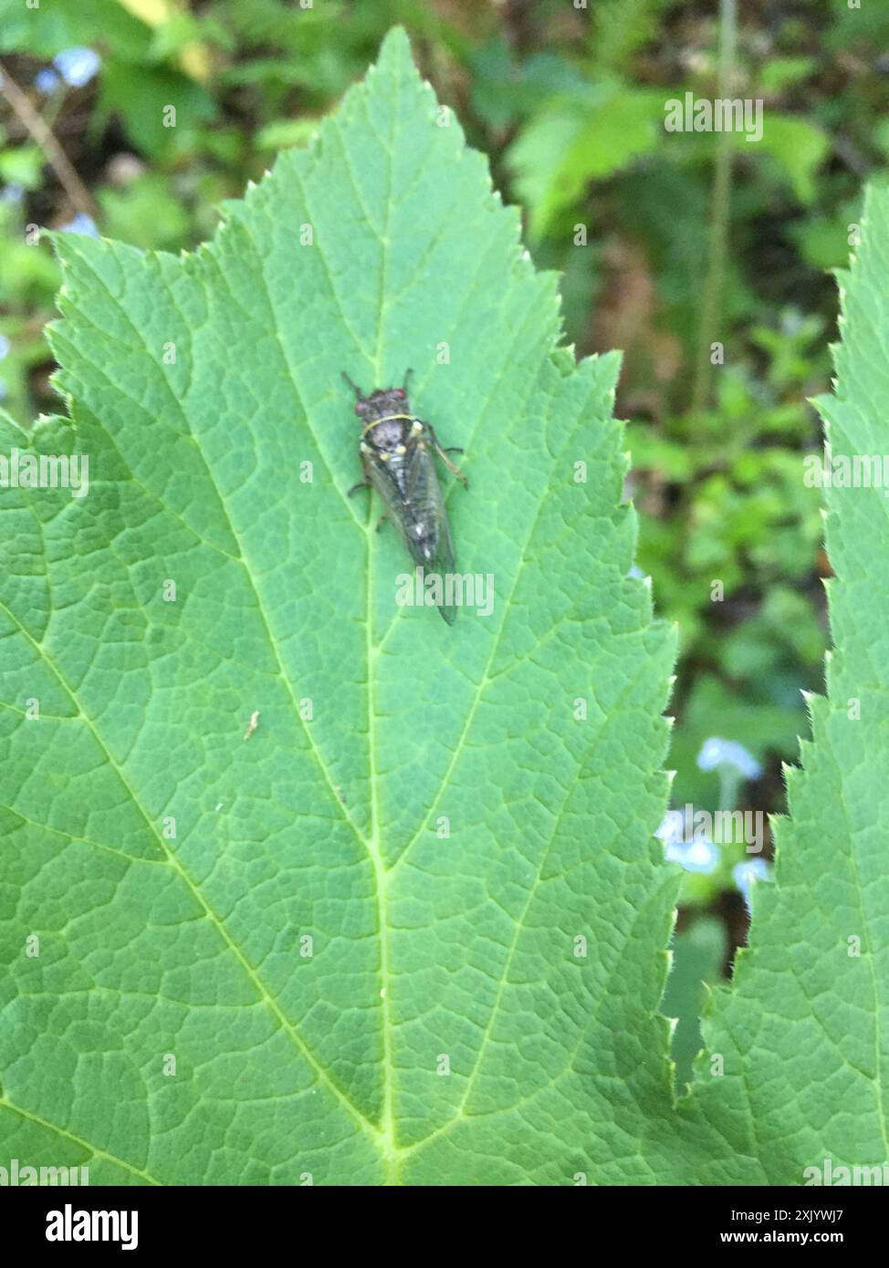 Salmonfly Cicada (Platypedia areolata) Insecta Stock Photo - Alamy