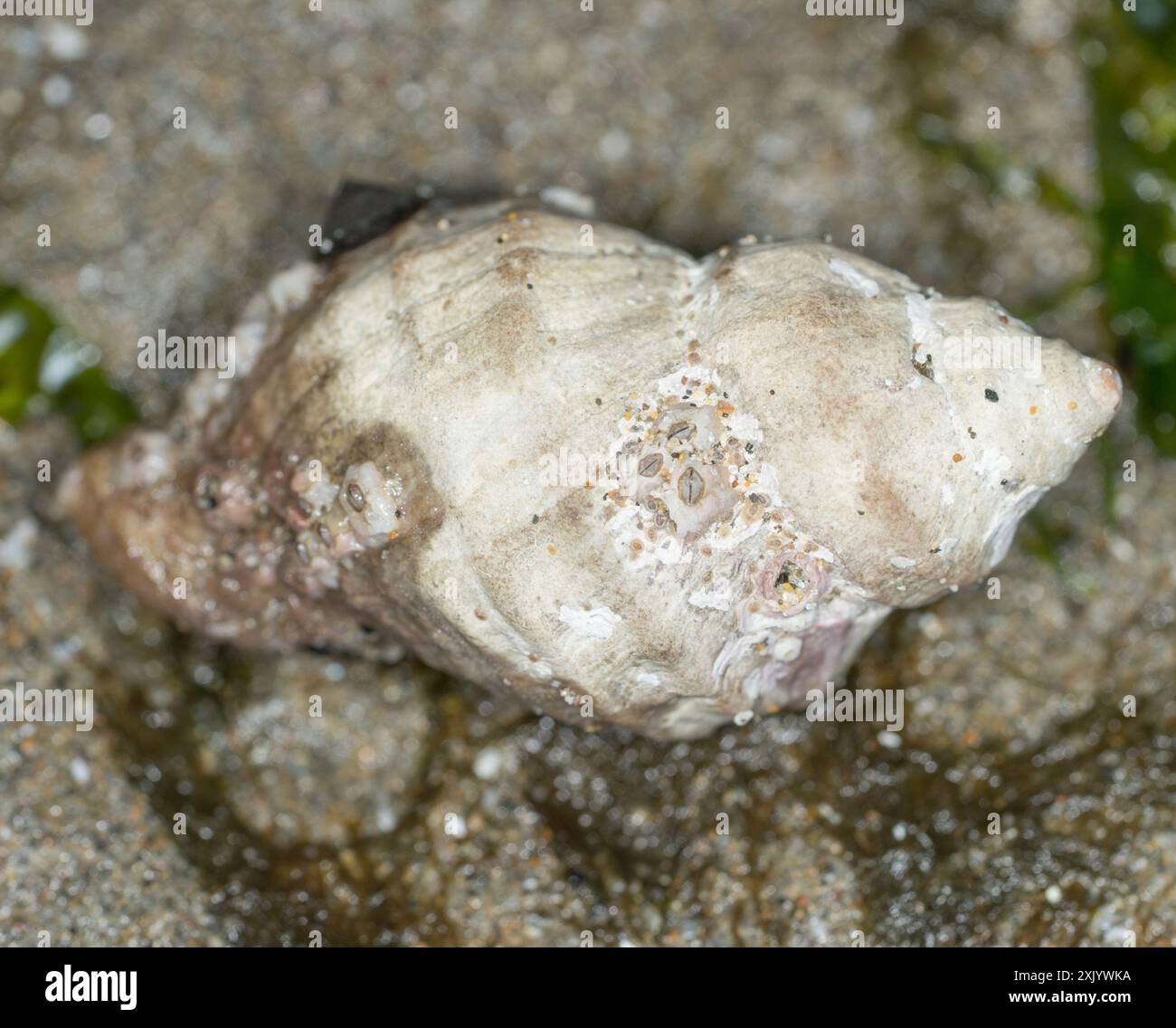 Frilled Dogwinkle (Nucella lamellosa) Mollusca Stock Photo - Alamy
