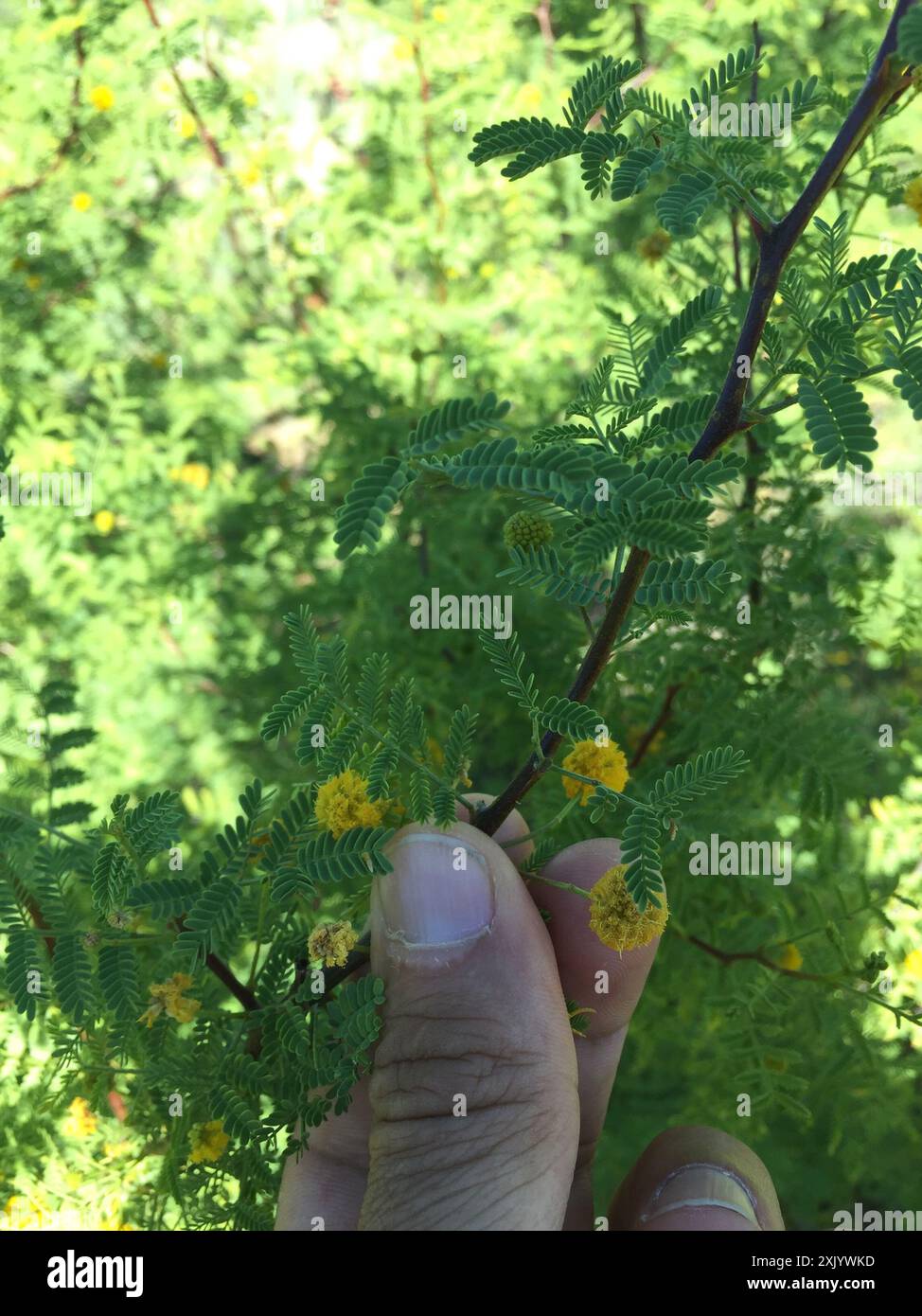 Vachellia constricta hi-res stock photography and images - Alamy