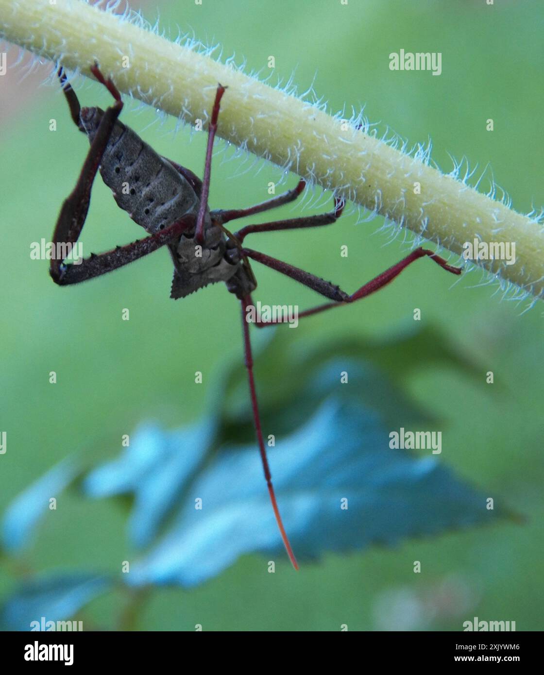 Spine-headed Bugs (Acanthocephala) Insecta Stock Photo - Alamy