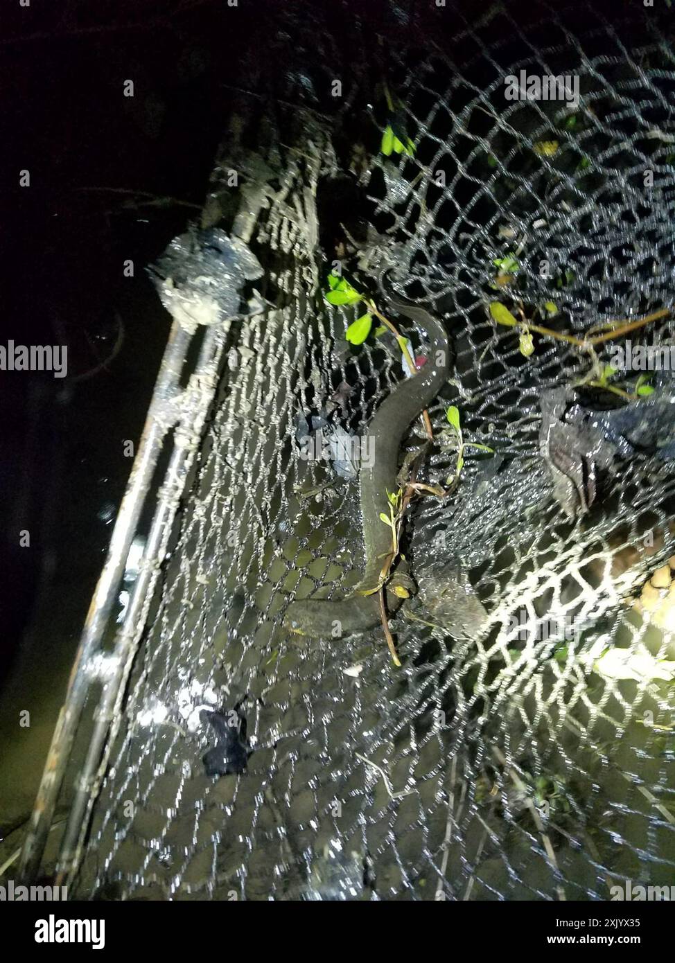Western Lesser Siren (Siren nettingi) Amphibia Stock Photo - Alamy
