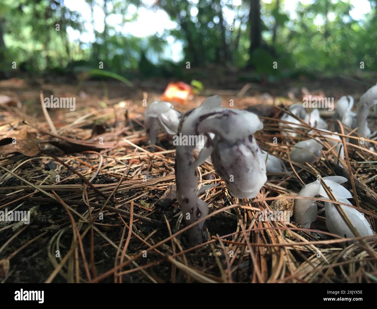 Ghost Pipe (Monotropa uniflora) Plantae Stock Photo - Alamy