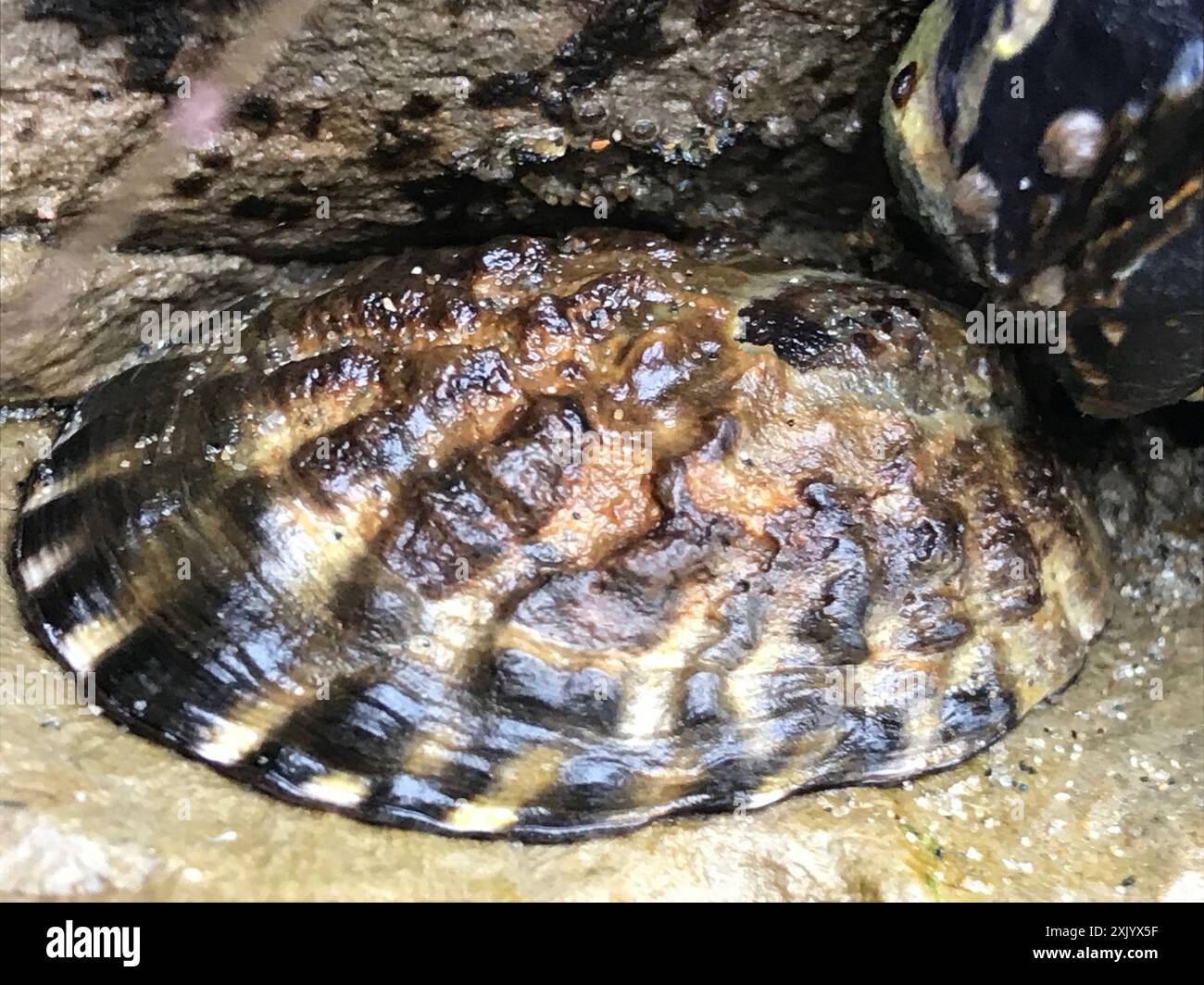True Limpets (Patellogastropoda) Mollusca Stock Photo - Alamy