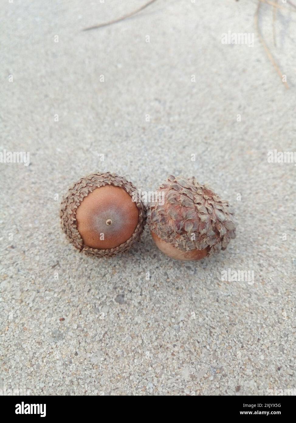overcup oak (Quercus lyrata) Plantae Stock Photo - Alamy