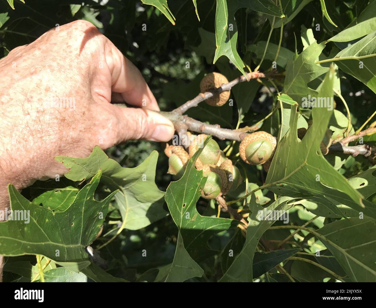 (Quercus rubra ambigua) Plantae Stock Photo - Alamy